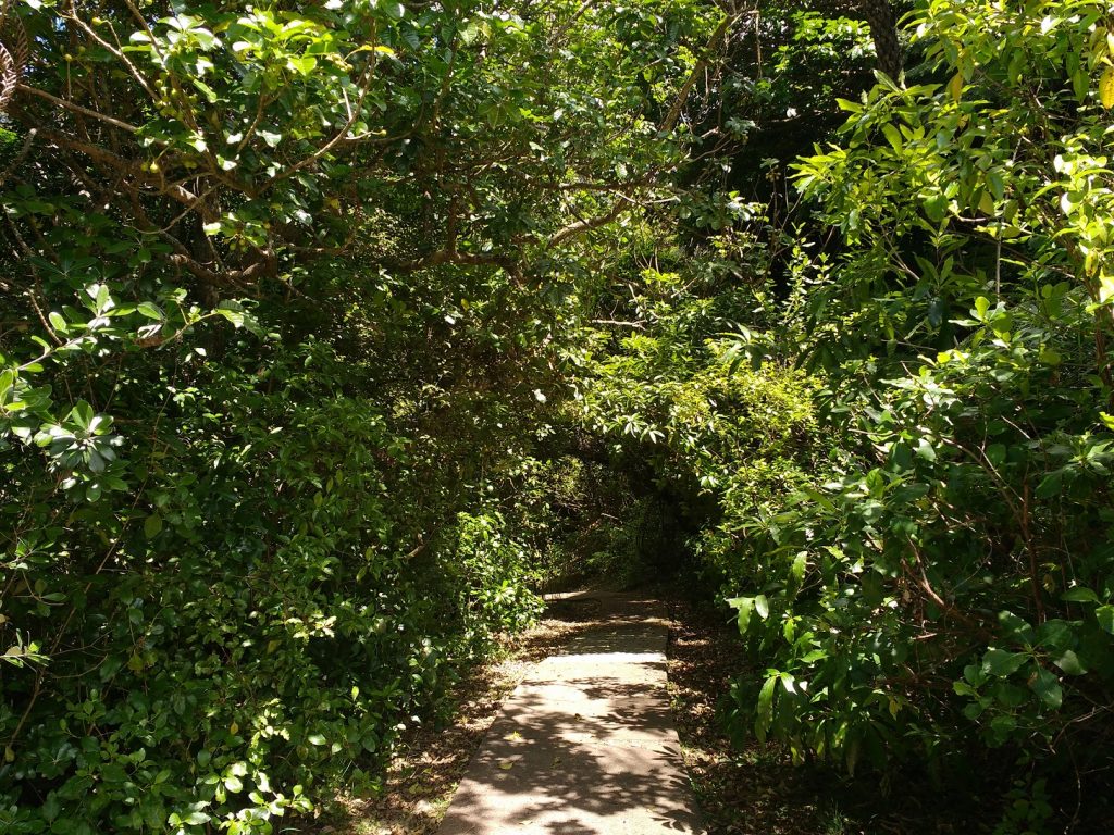 Inside Middle Earth: Wattle Bay » Helen Lowe